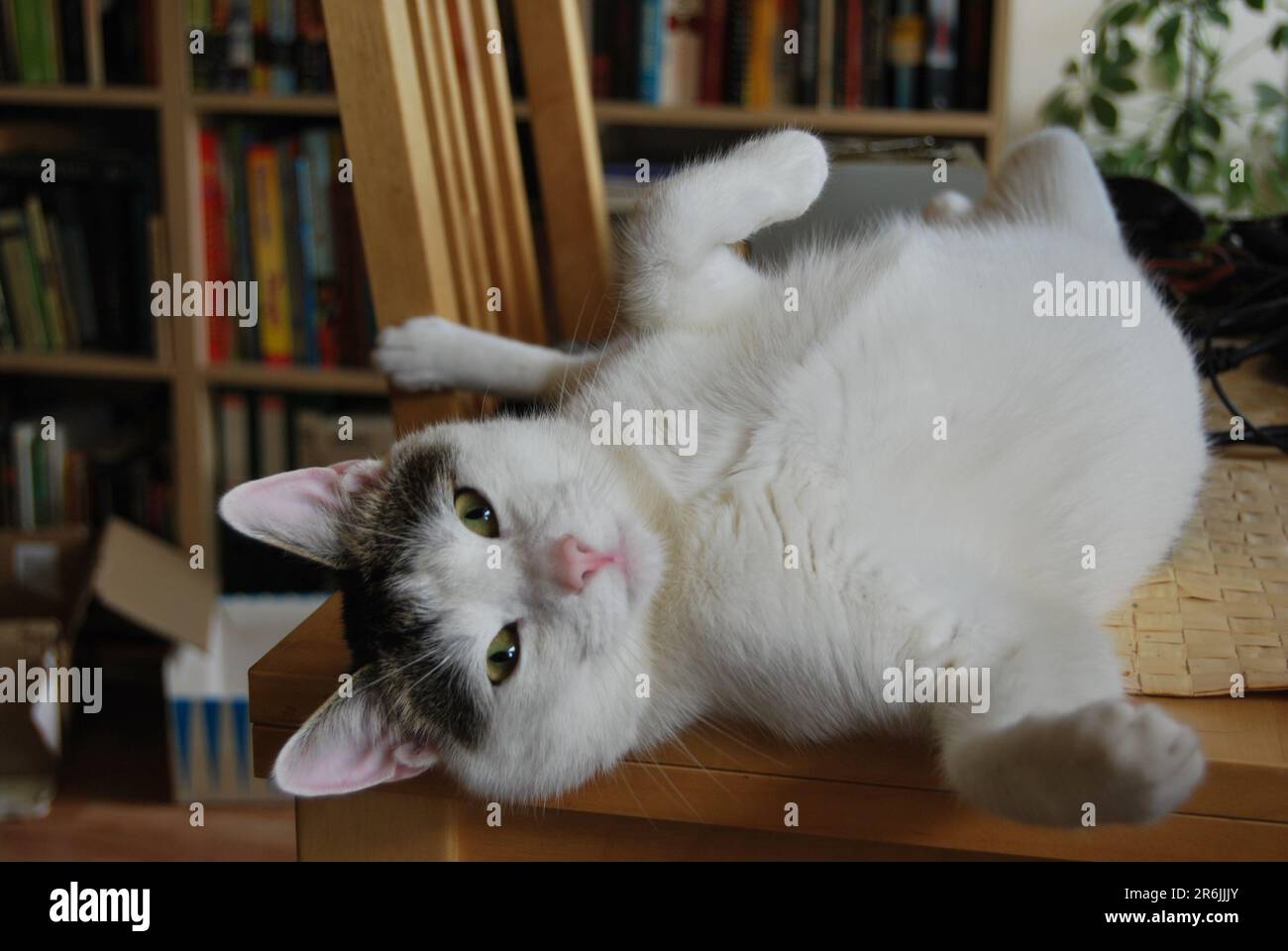 Pet on table hi-res stock photography and images - Alamy