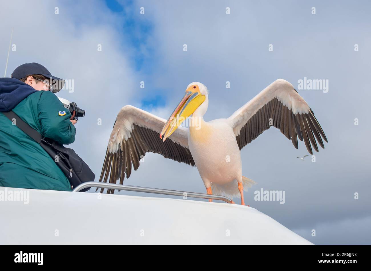 Woman tourist making photo of pelican bird on catamaran, safari travel ...