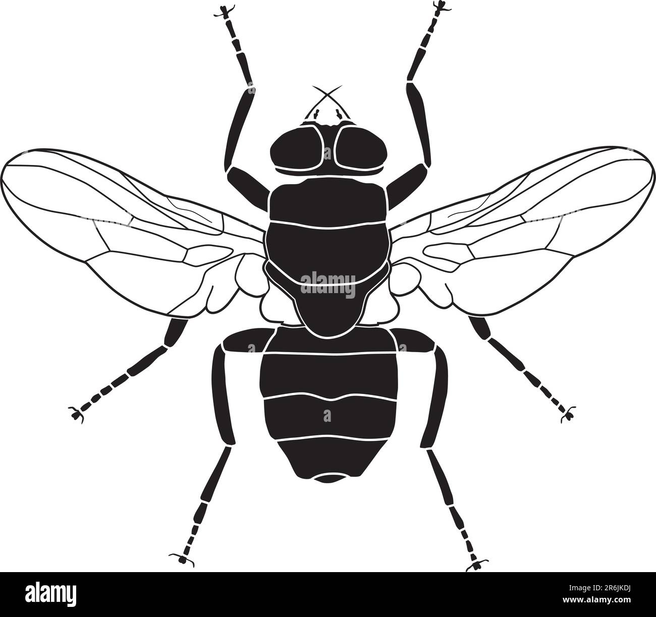 Vector illustration of a common fly Stock Vector Image & Art - Alamy