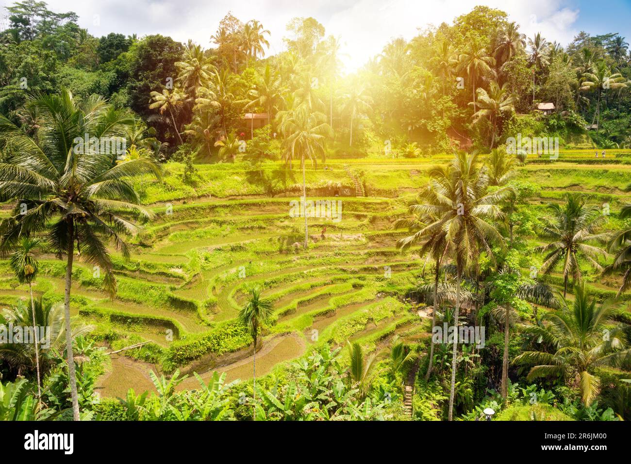 Green rice fields plantation on Bali island, Indonesia Stock Photo - Alamy