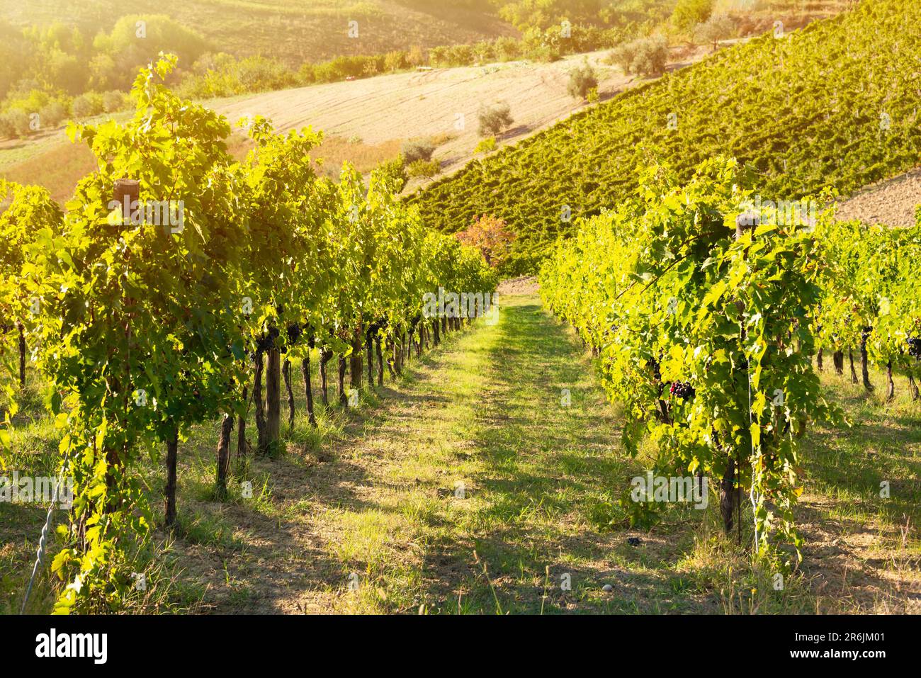 Colorful vineyard in fall, agriculture and farming Stock Photo - Alamy