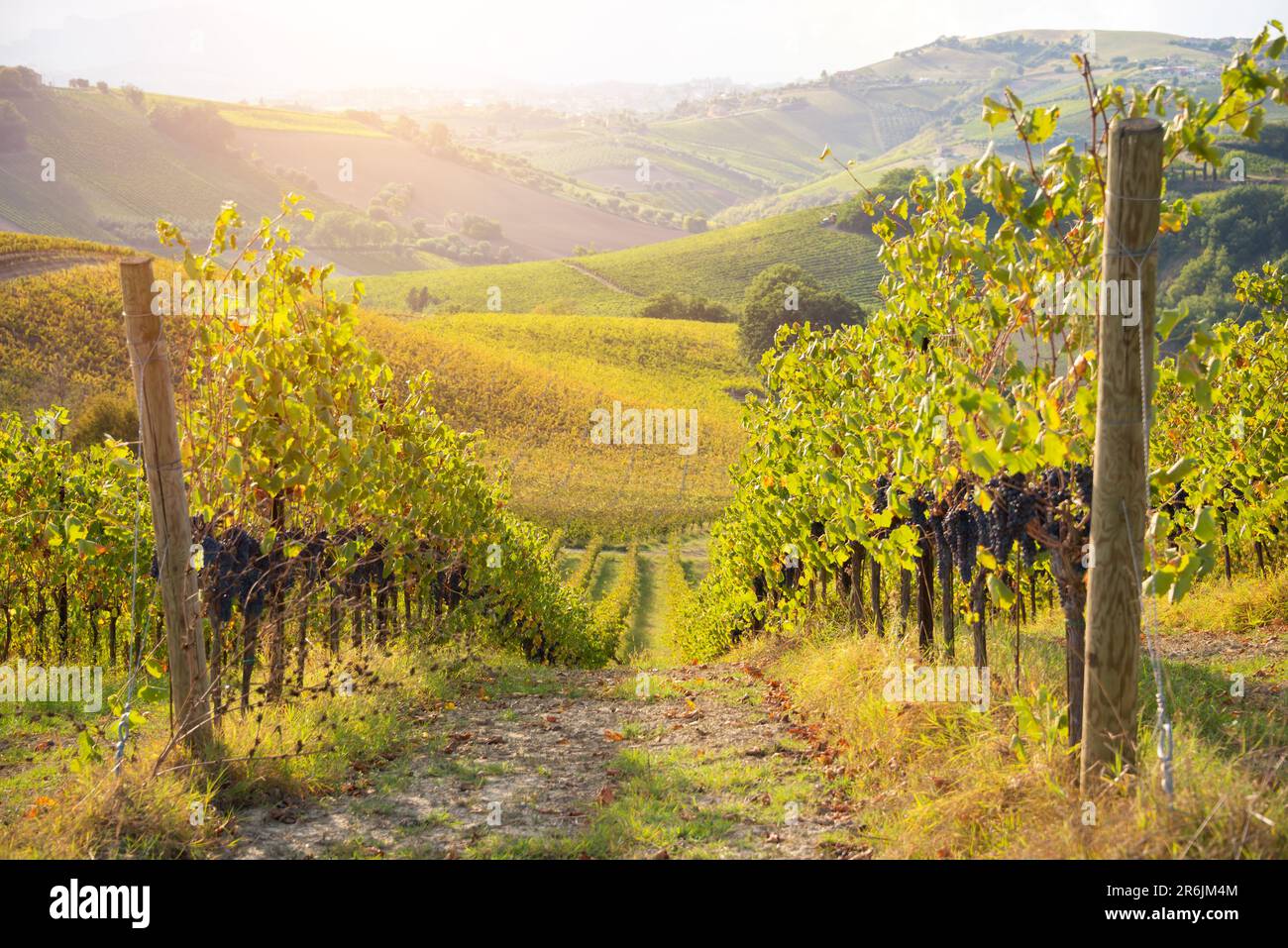 Colorful vineyard in fall, agriculture and farming Stock Photo - Alamy