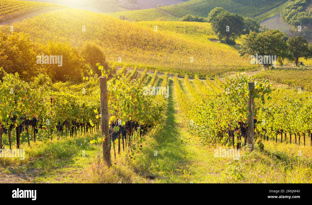Colorful vineyard in fall, agriculture and farming Stock Photo - Alamy