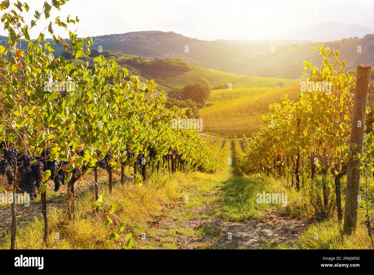 Colorful vineyard in fall, agriculture and farming Stock Photo - Alamy