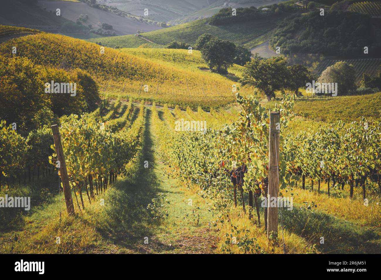 Colorful vineyard in fall, agriculture and farming Stock Photo - Alamy