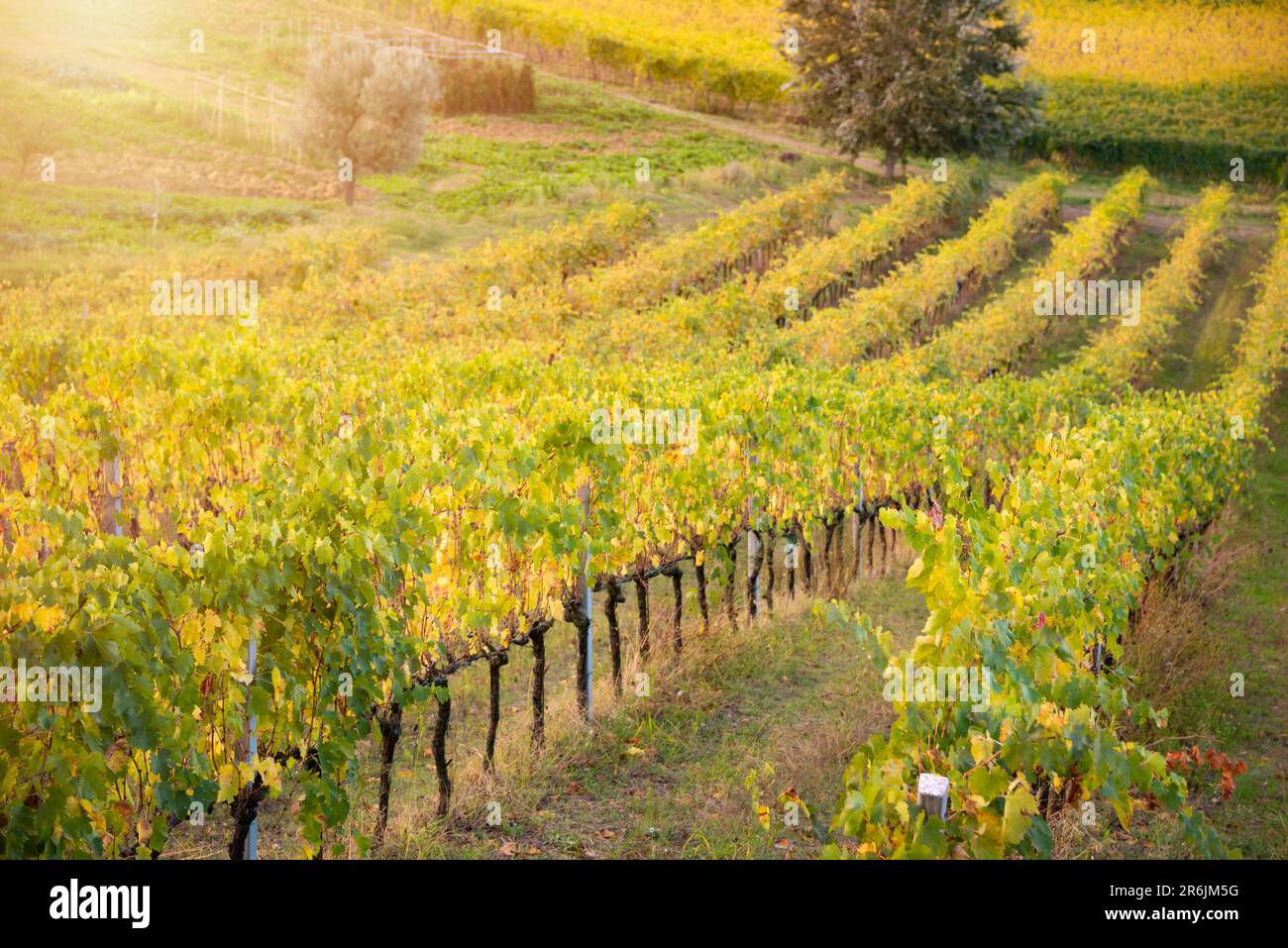 Colorful vineyard in fall, agriculture and farming Stock Photo - Alamy