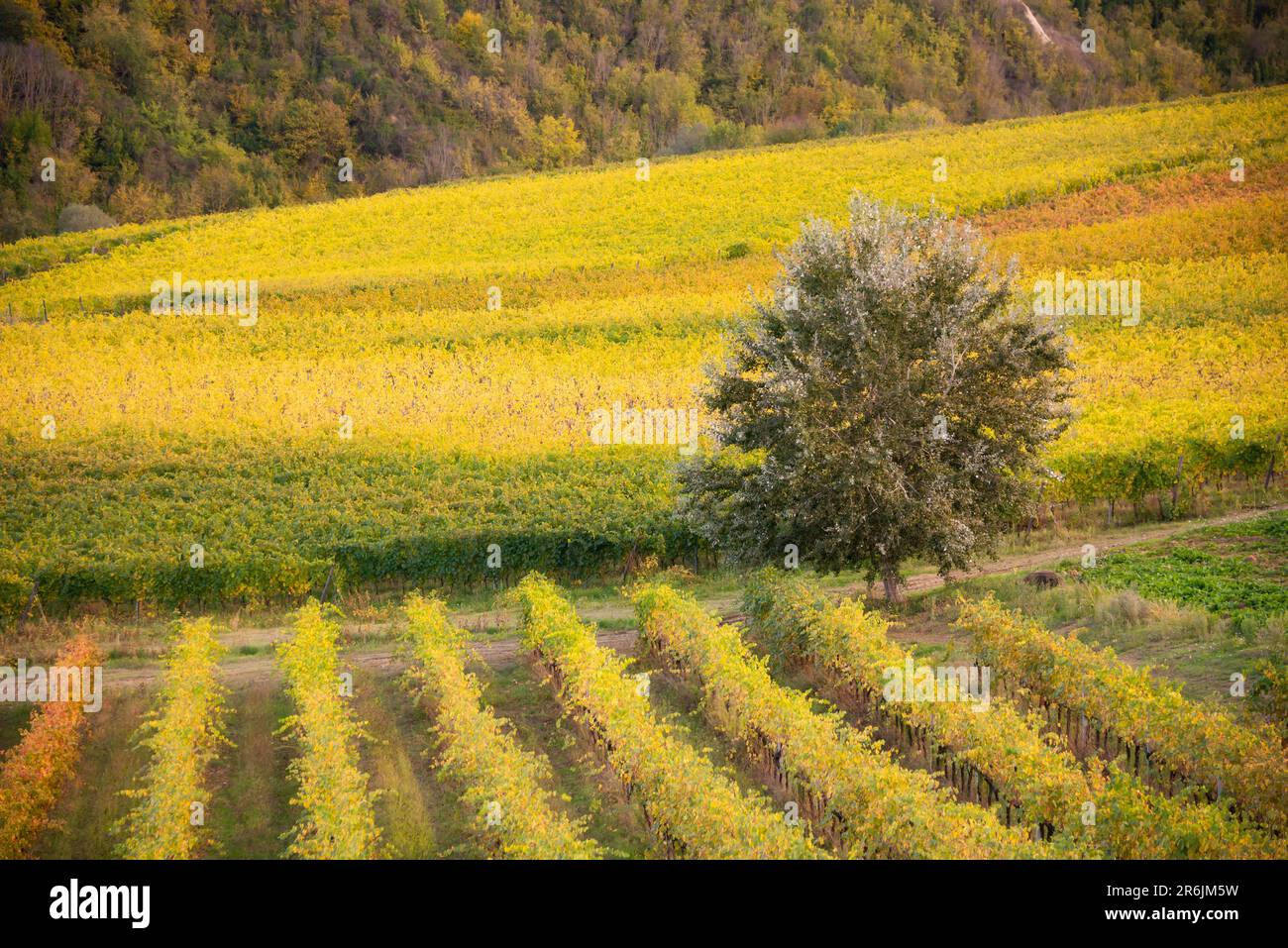 Colorful vineyard in fall, agriculture and farming Stock Photo - Alamy
