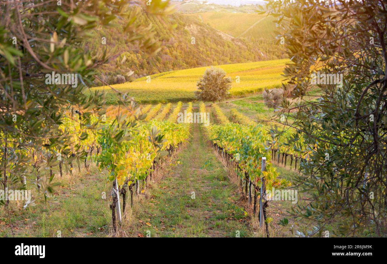 Colorful vineyard in fall, agriculture and farming Stock Photo - Alamy