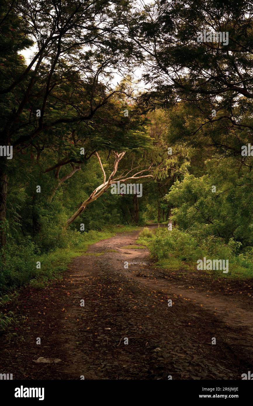 dream pathway into the woods Stock Photo - Alamy