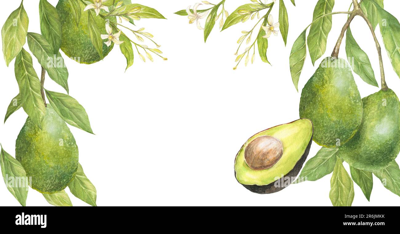 Watercolor botanical illustration of avocado flowers and leaves ...