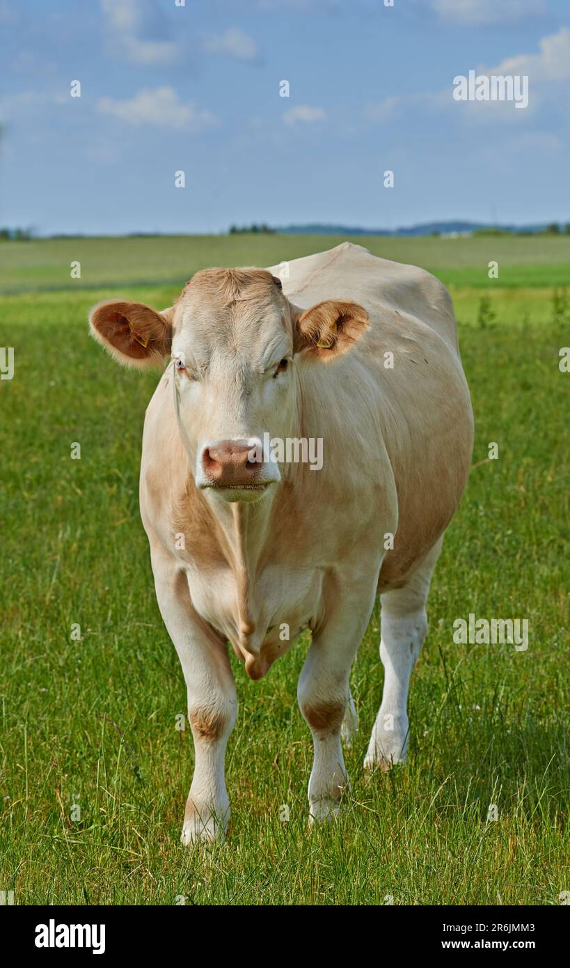 Agriculture, nature and portrait of cow on farm for sustainability ...