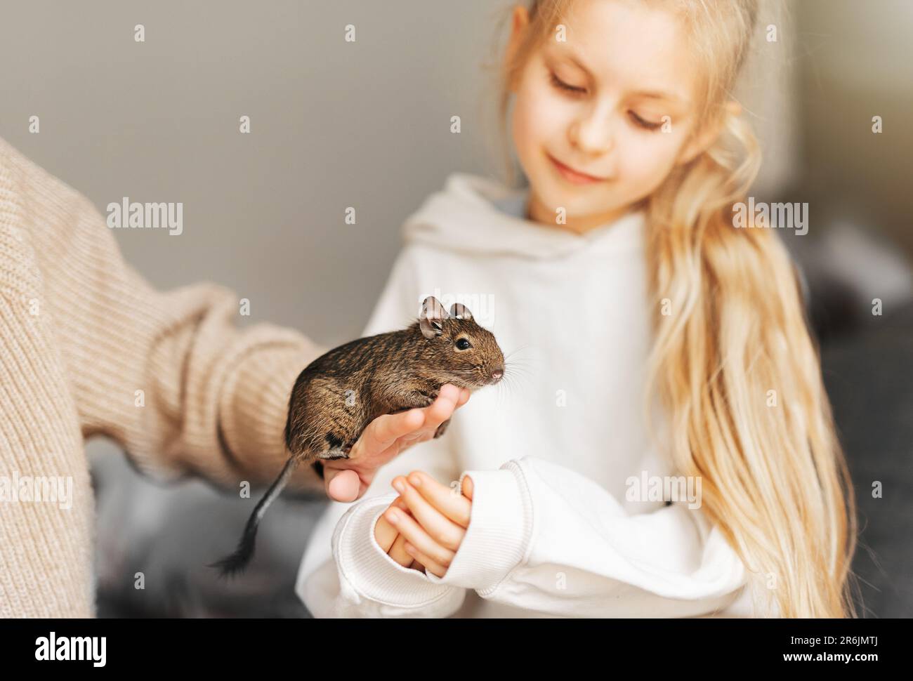 Young girl playing with cute chilean degu squirrel. Cute pet sitting on ...