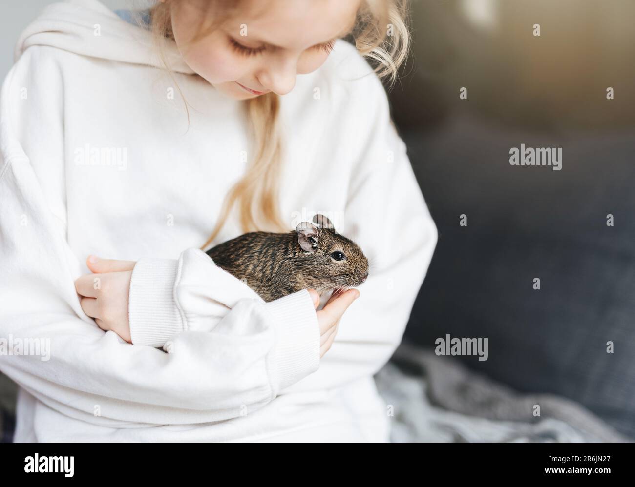 Young girl playing with cute chilean degu squirrel. Cute pet sitting on ...