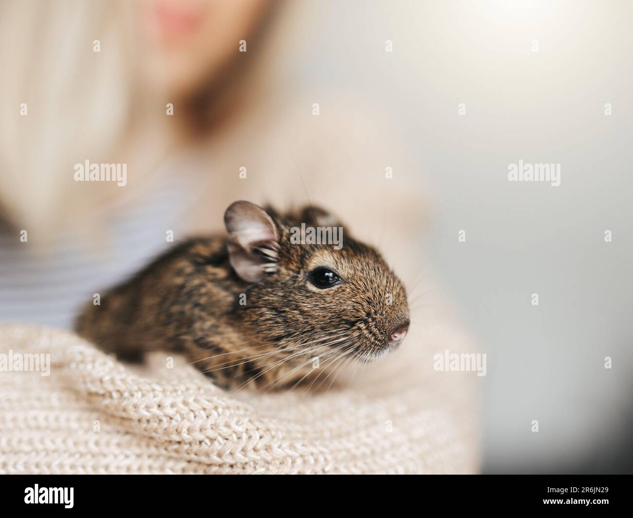 Young girl playing with cute chilean degu squirrel. Cute pet sitting on ...
