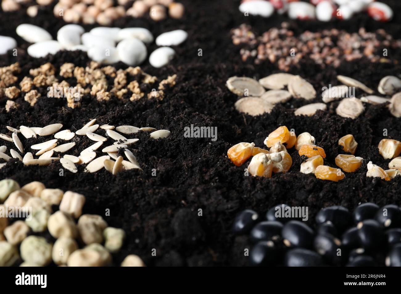 Radish pea seeds growing hi-res stock photography and images - Alamy