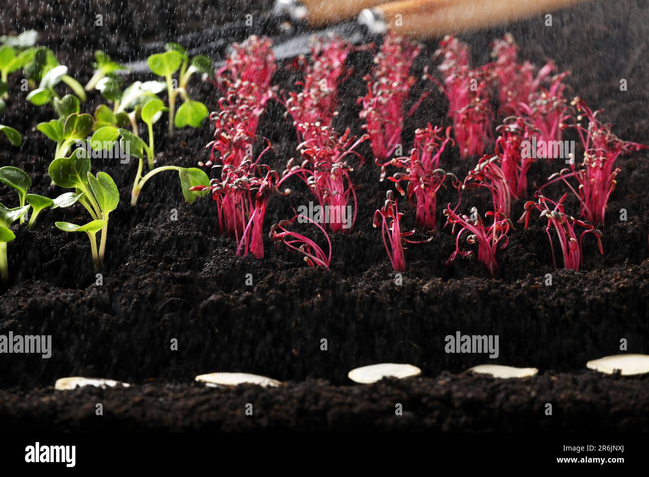 Seeds and vegetable seedlings growing under rain in fertile soil Stock ...