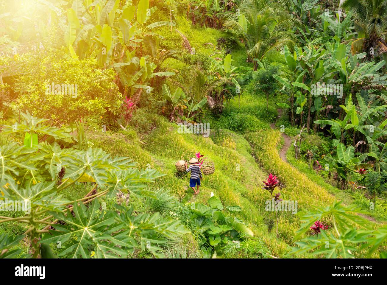 Asian famer walking in green rice paddies on Bali, Indonesia Stock ...