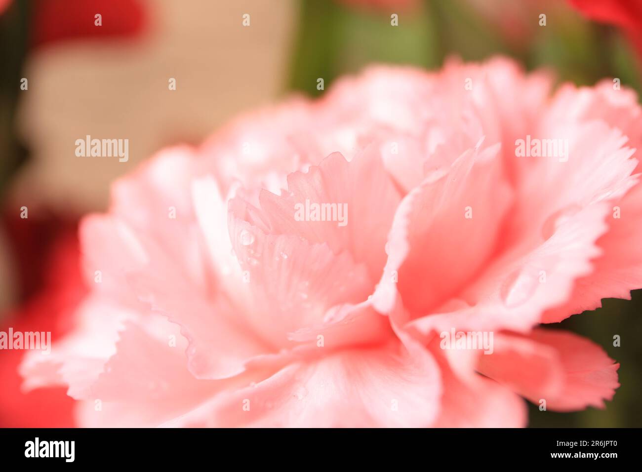 Wet carnation flower carnation flower hi-res stock photography and ...