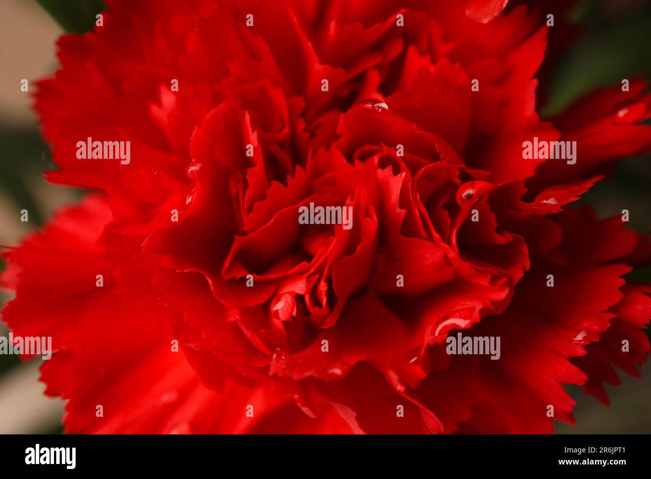 Red carnation flower hi-res stock photography and images - Alamy