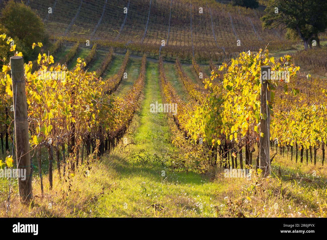 Colorful vineyard in fall, agriculture and farming Stock Photo - Alamy
