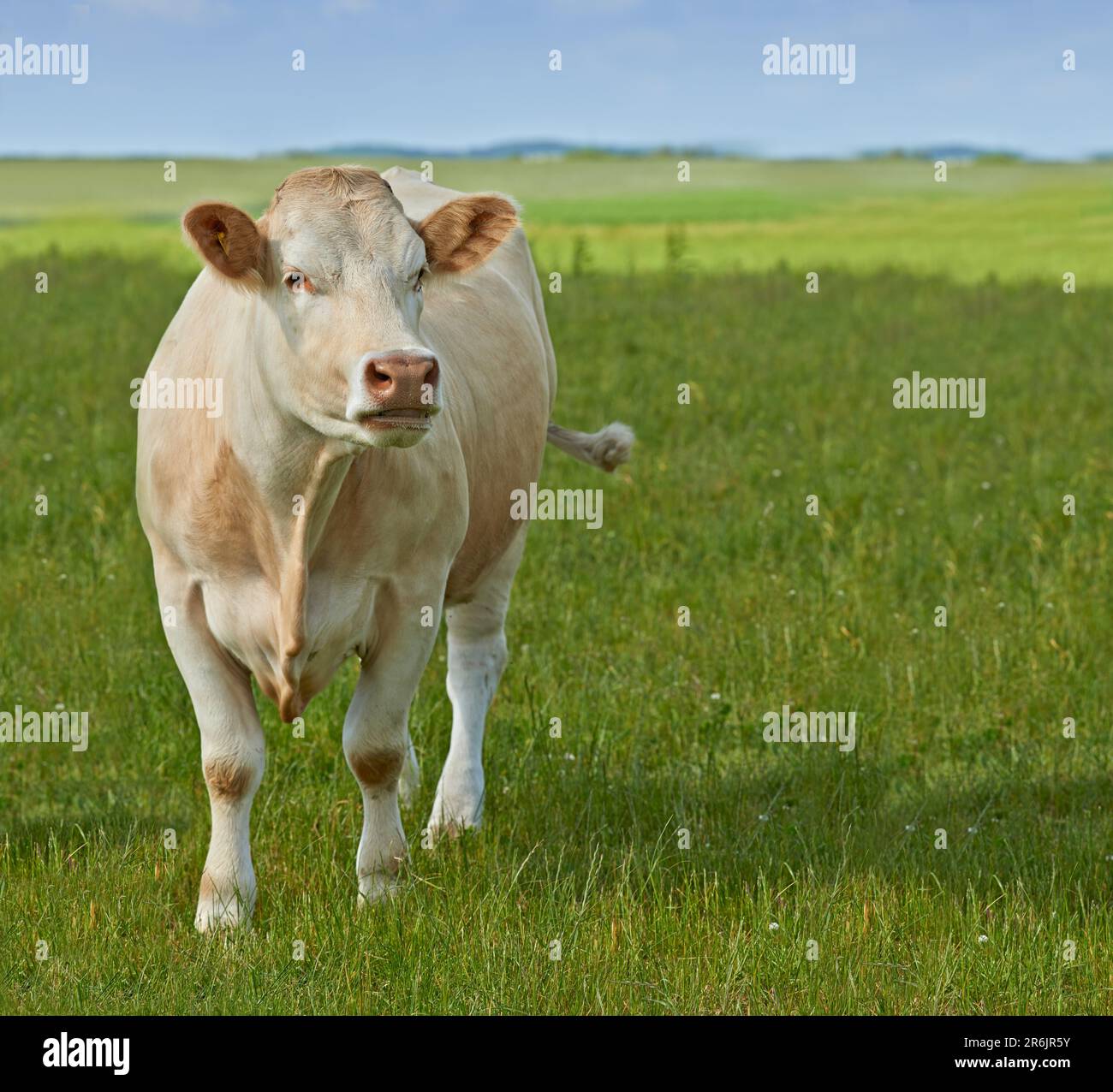 Spring, nature and agriculture with cow on farm for sustainability ...