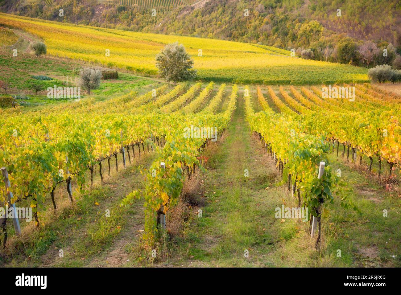 Colorful vineyard in fall, agriculture and farming Stock Photo - Alamy