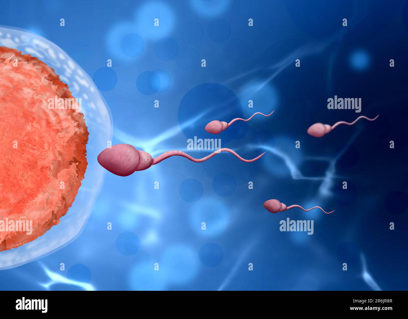 Fertilization process. Sperm cells moving to ovum on blue background ...