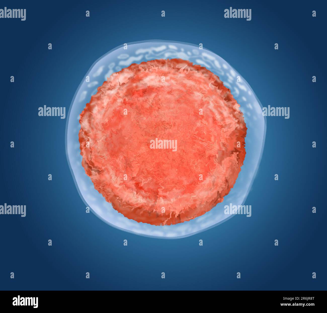 Ovum (egg cell) on blue background, illustration Stock Photo - Alamy