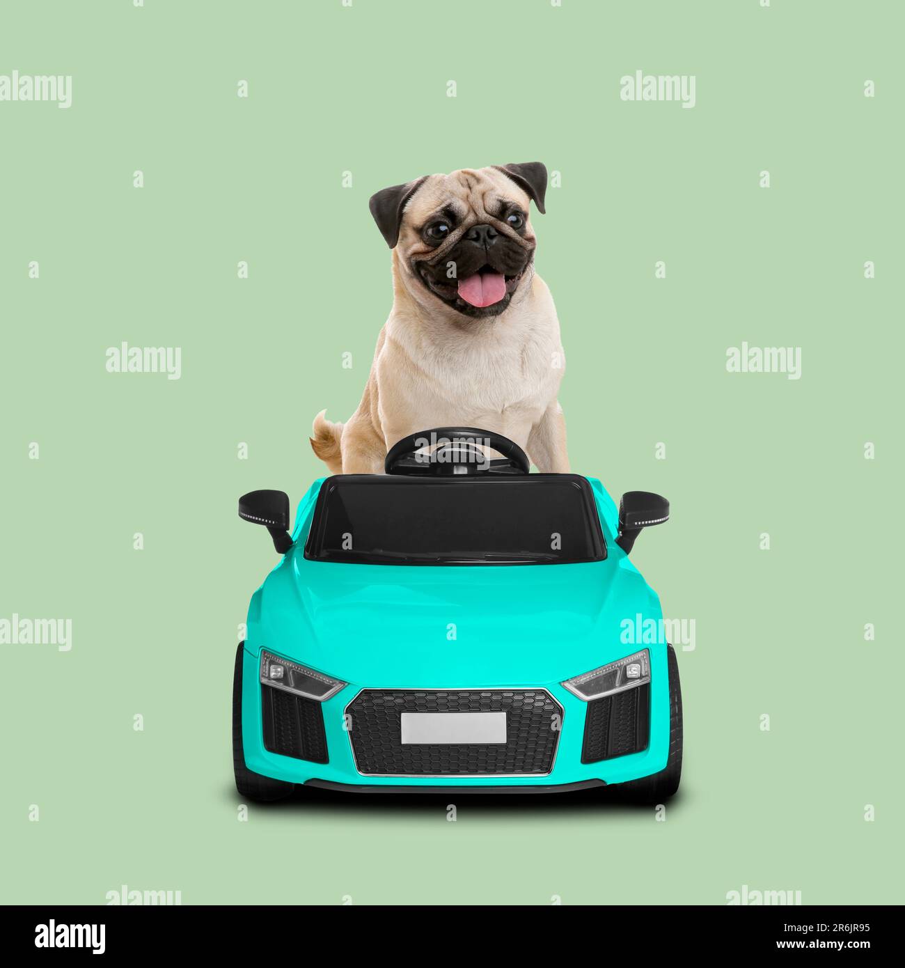 Cute Pug dog in toy car on light green background Stock Photo - Alamy