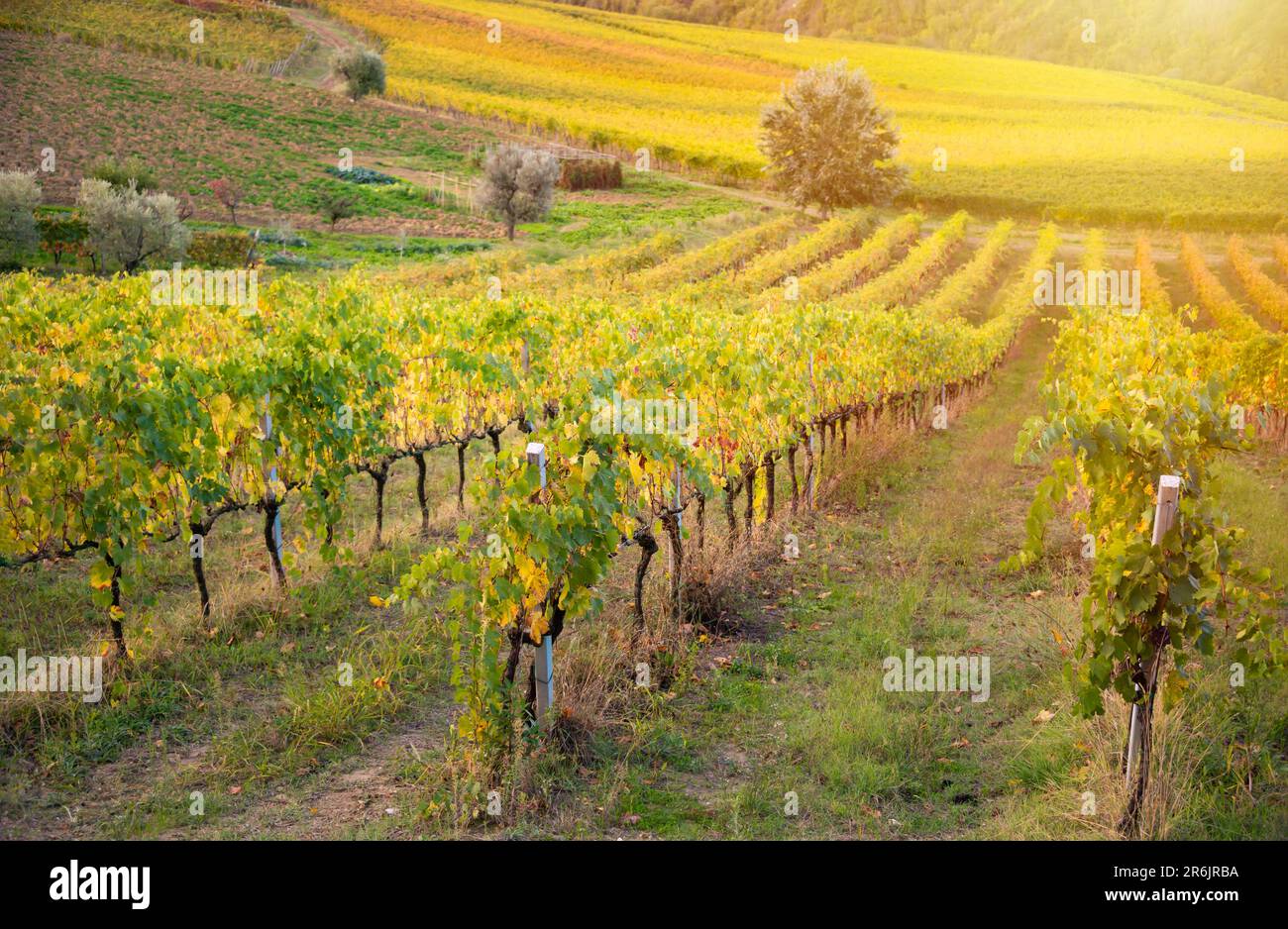 Colorful vineyard in fall, agriculture and farming Stock Photo - Alamy