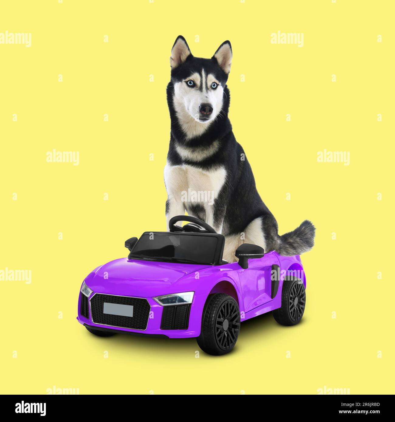 Adorable Siberian Husky in toy car on light yellow background Stock ...