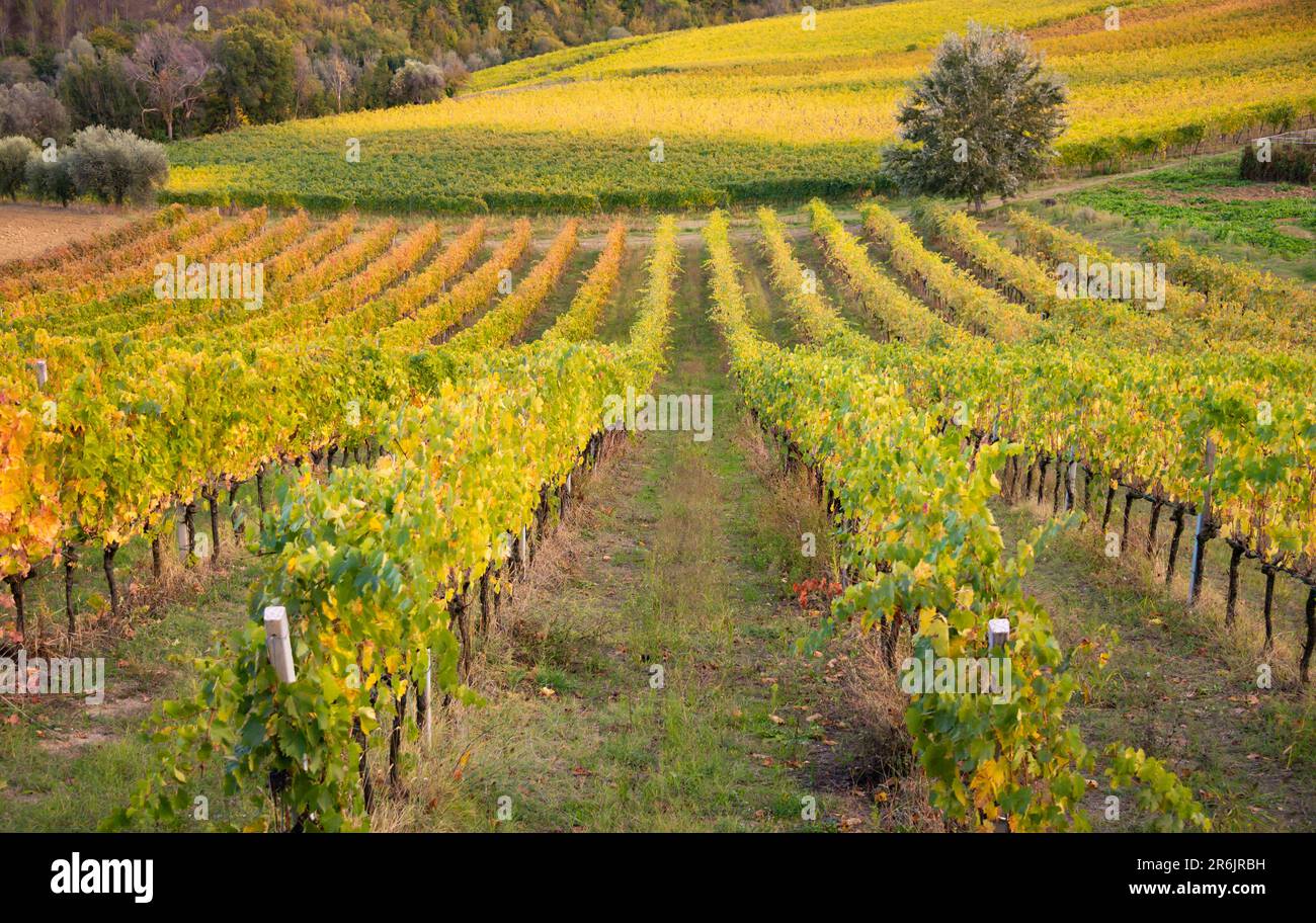 Colorful vineyard in fall, agriculture and farming Stock Photo - Alamy