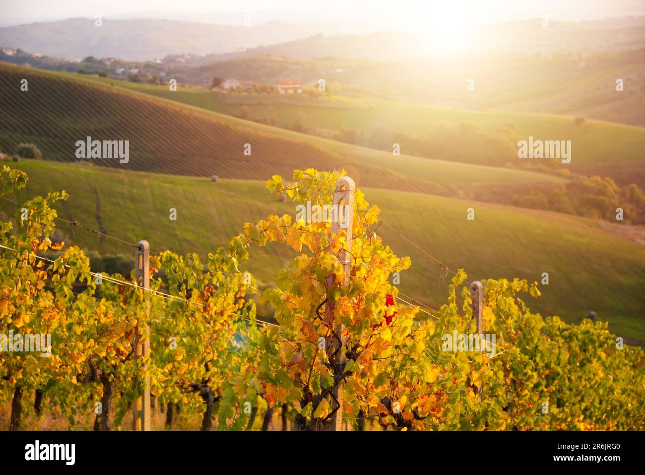 Colorful vineyard in fall, agriculture and farming Stock Photo - Alamy