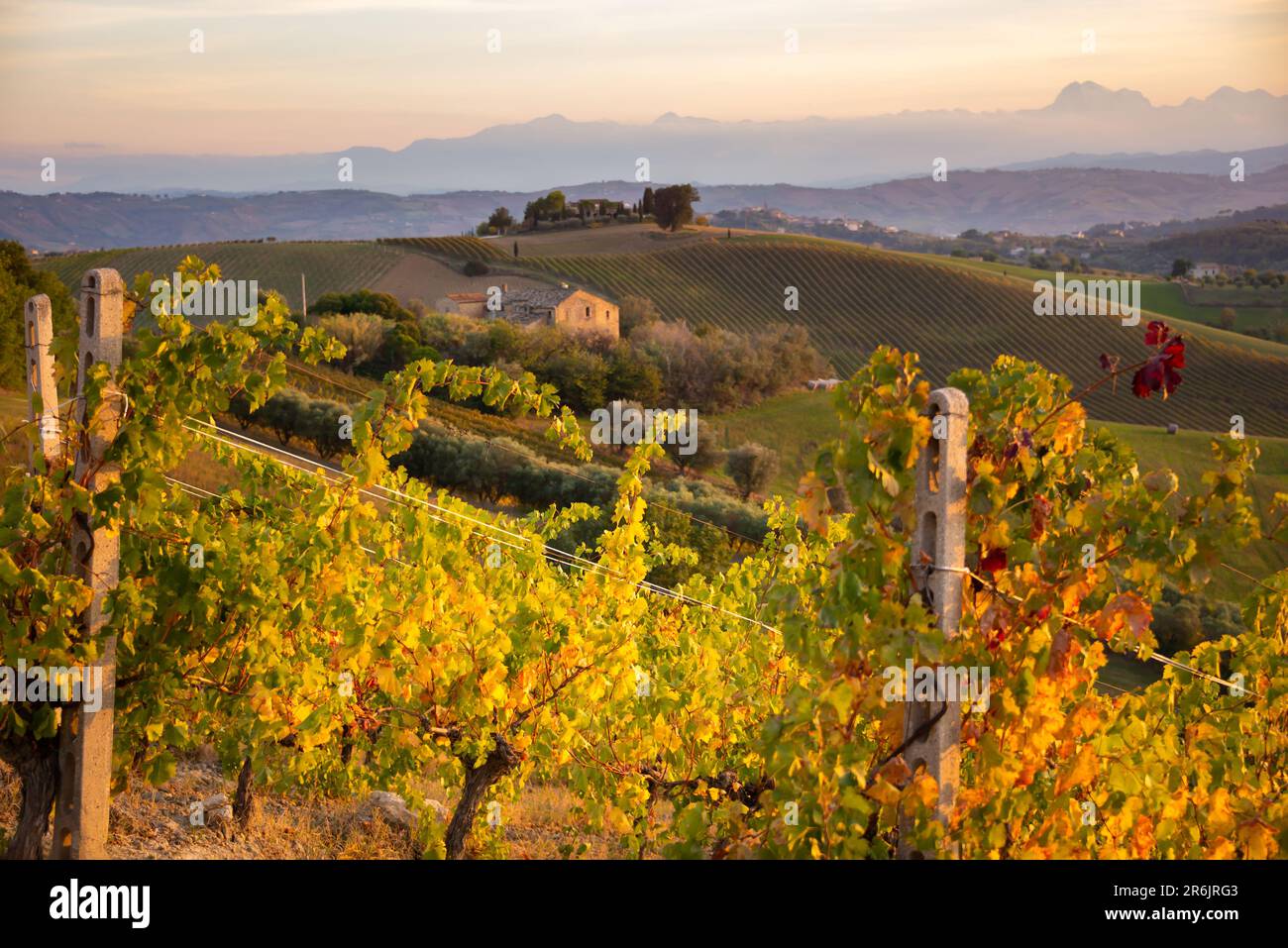 Colorful vineyard in fall, agriculture and farming Stock Photo - Alamy