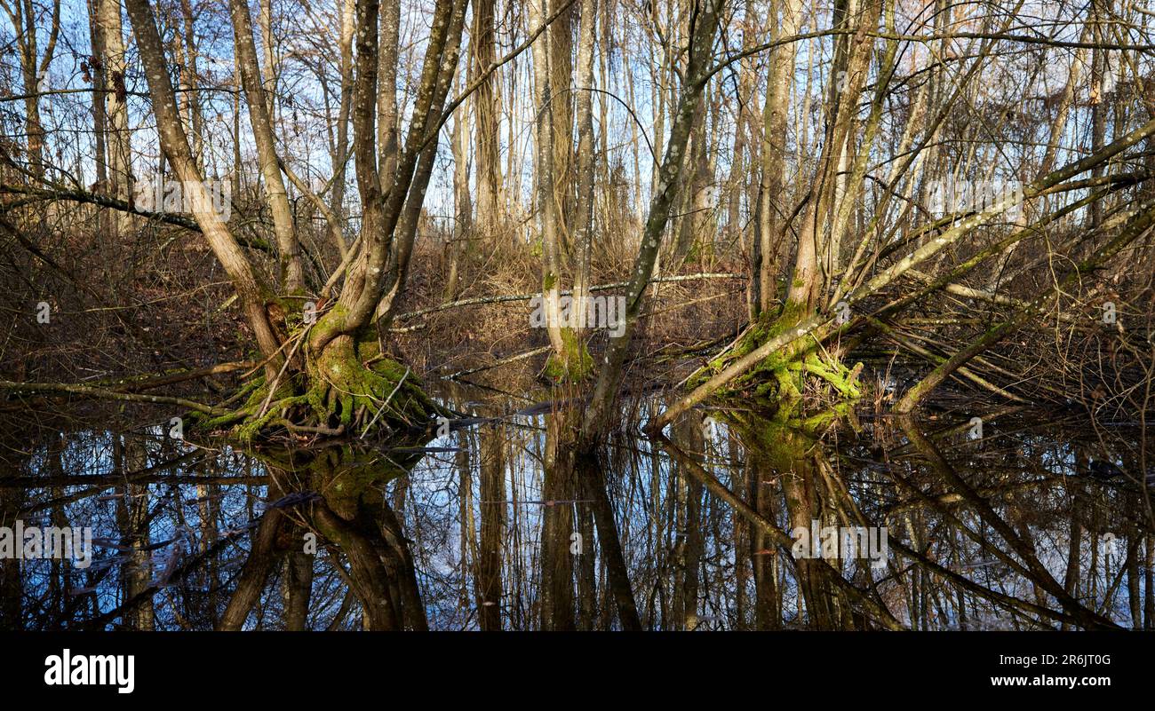 A tranquil scene of two trees surrounded by still water in a dense ...