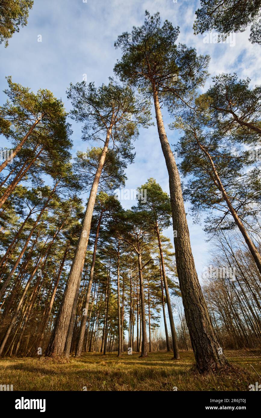 A scenic view of a clearing in a forest, with vibrant green trees ...