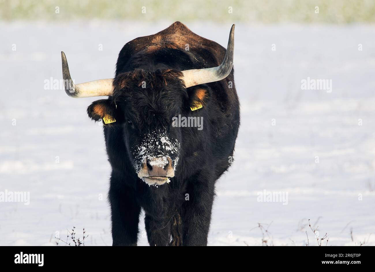 A majestic yak stands in a pristine, snow-covered landscape, gazing ...