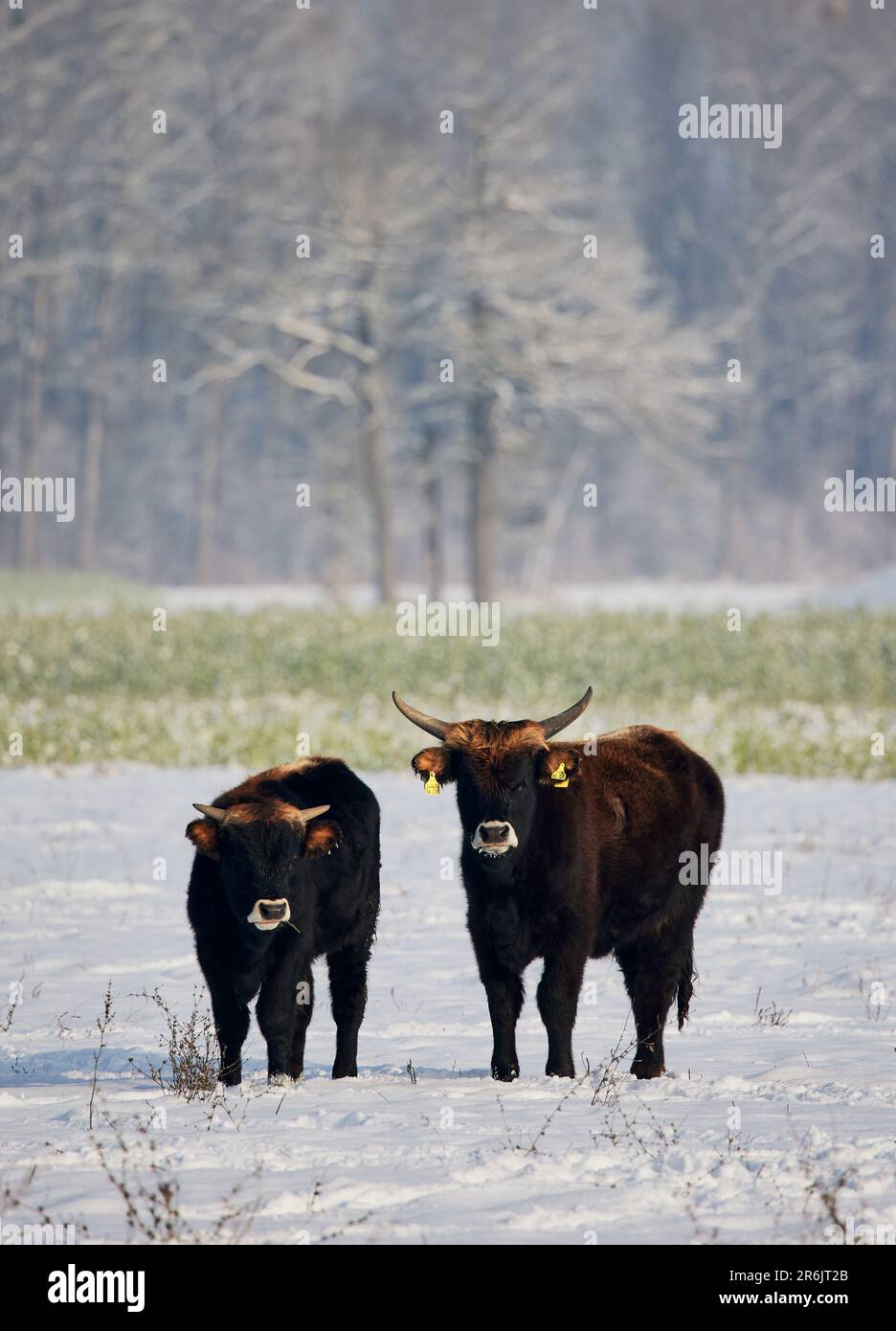 Two long-horned cows are standing in a snowy landscape, surrounded by ...