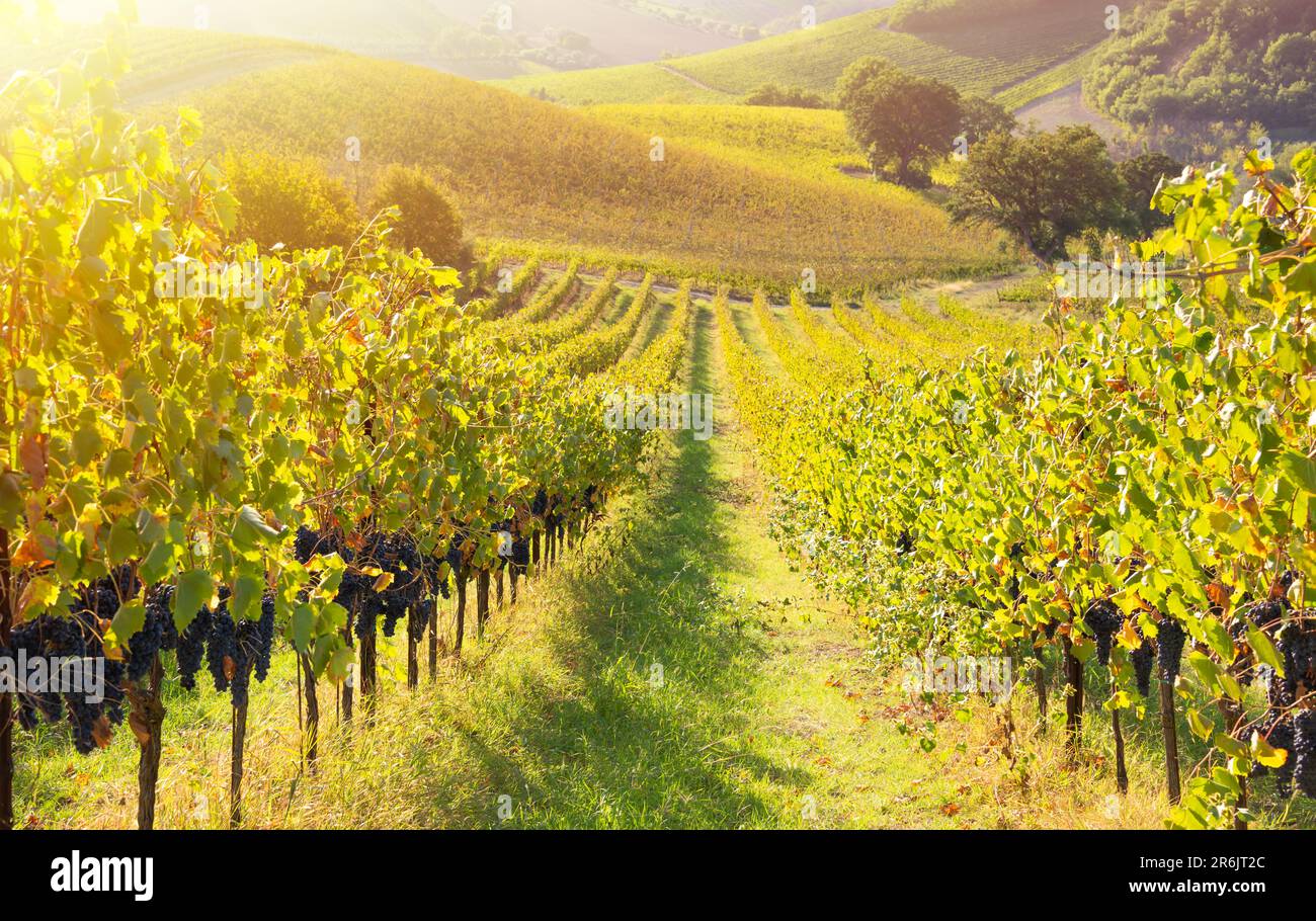 Colorful vineyard in fall, agriculture and farming Stock Photo - Alamy