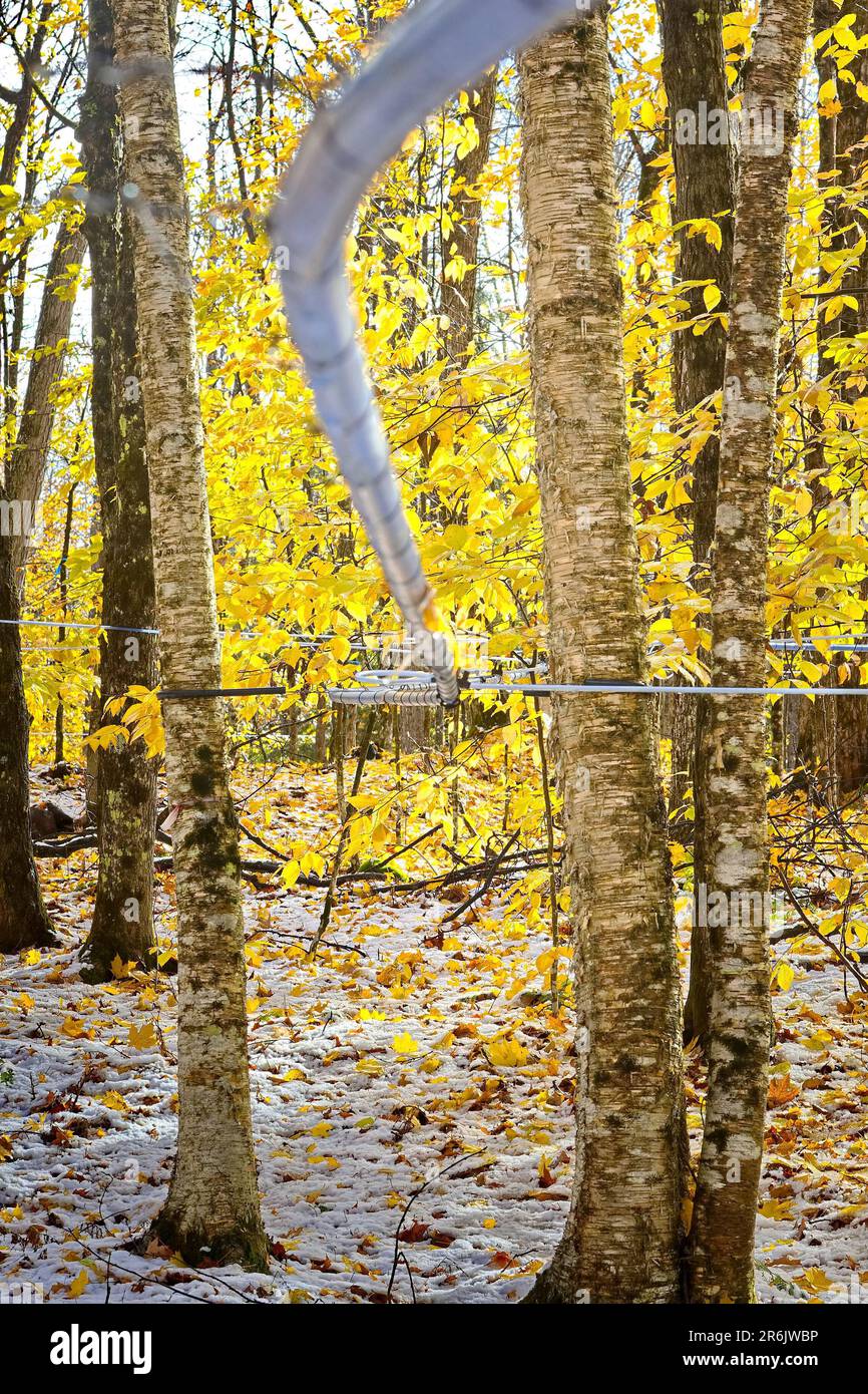 The sugar maple trees with a series of lines running through it ...