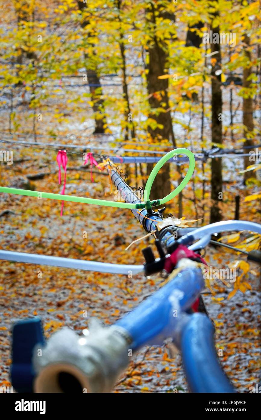The sugar maple trees with a series of lines running through it ...