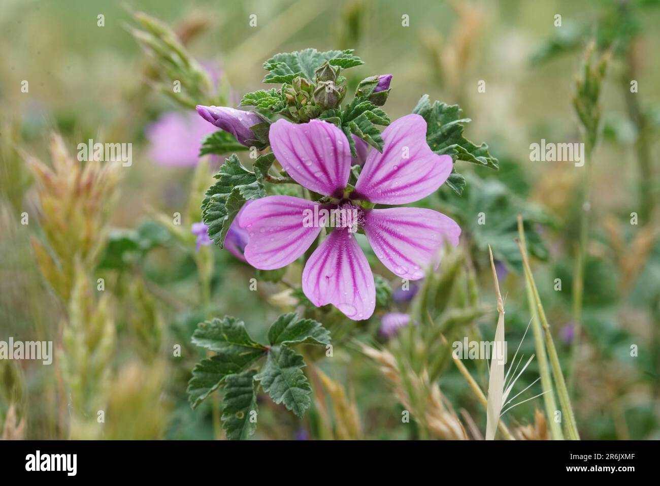 Natural closeup on the bright purple flower of theCommon Mallow, Malva ...