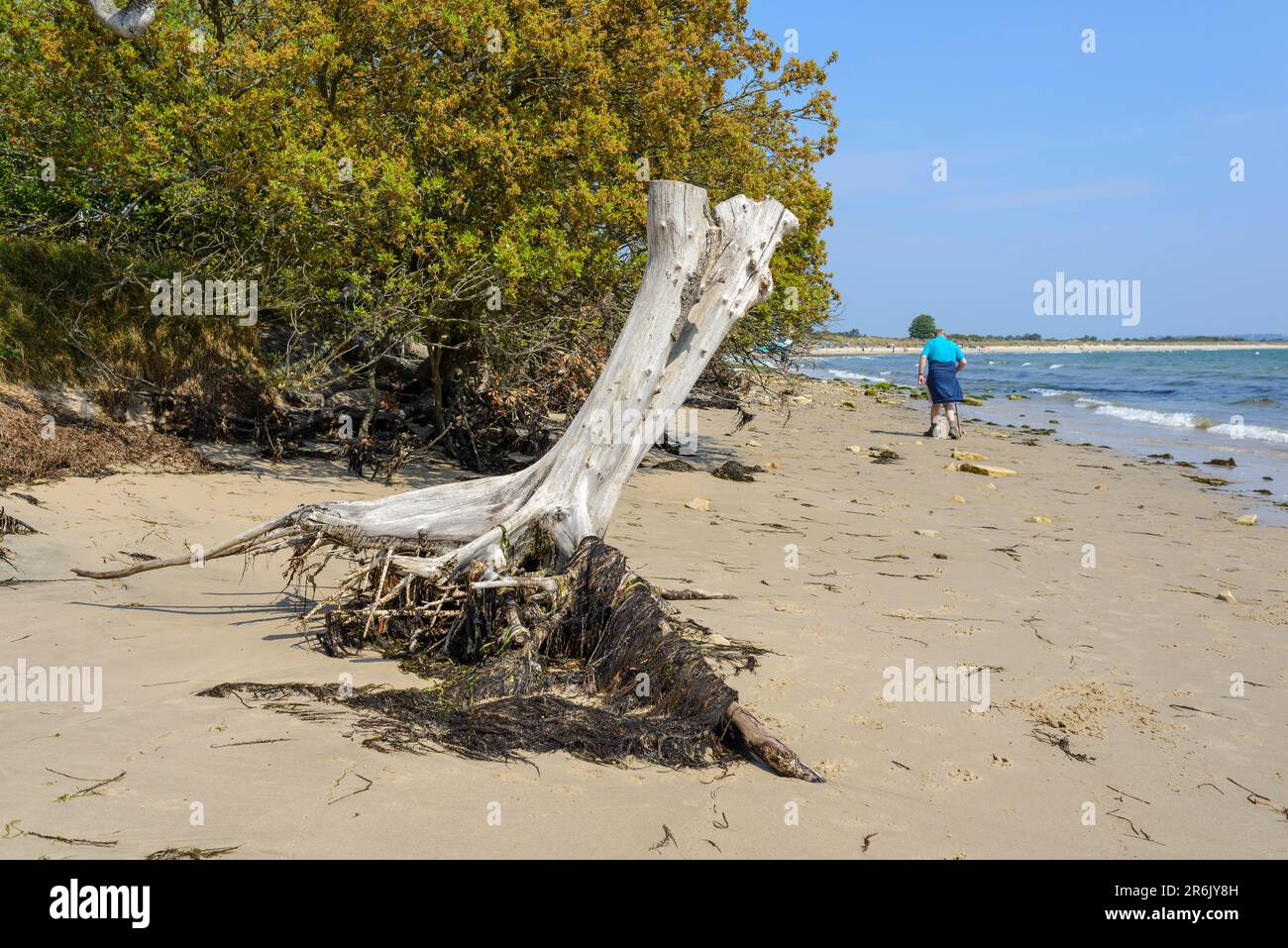 Tree stump and seaweed on Knoll Beach, Shell Bay, Studland, Dorset, UK ...