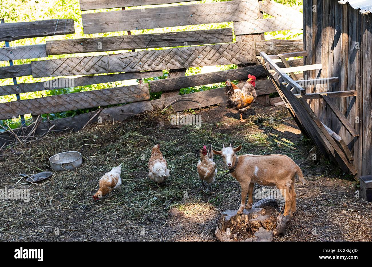 Cute kid goat in barnyard with hens herd Stock Photo - Alamy