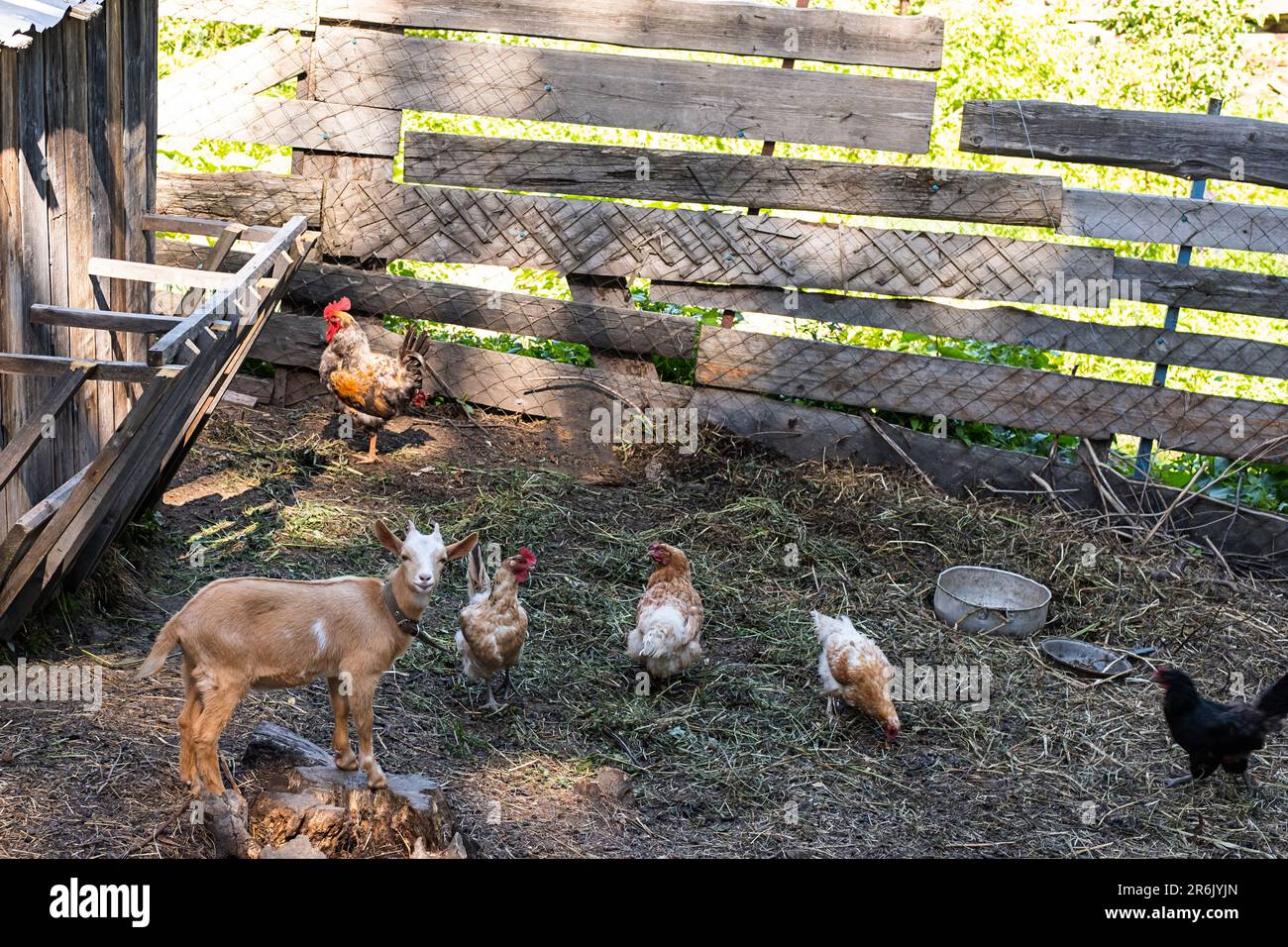 Cute kid goat in barnyard with hens herd Stock Photo - Alamy