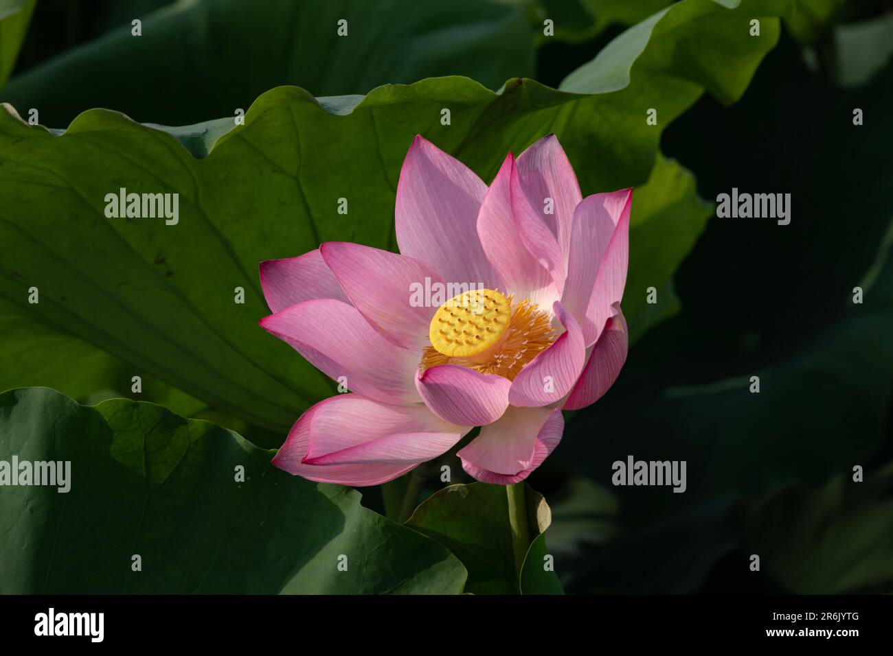 Big petaled lotus hi-res stock photography and images - Alamy