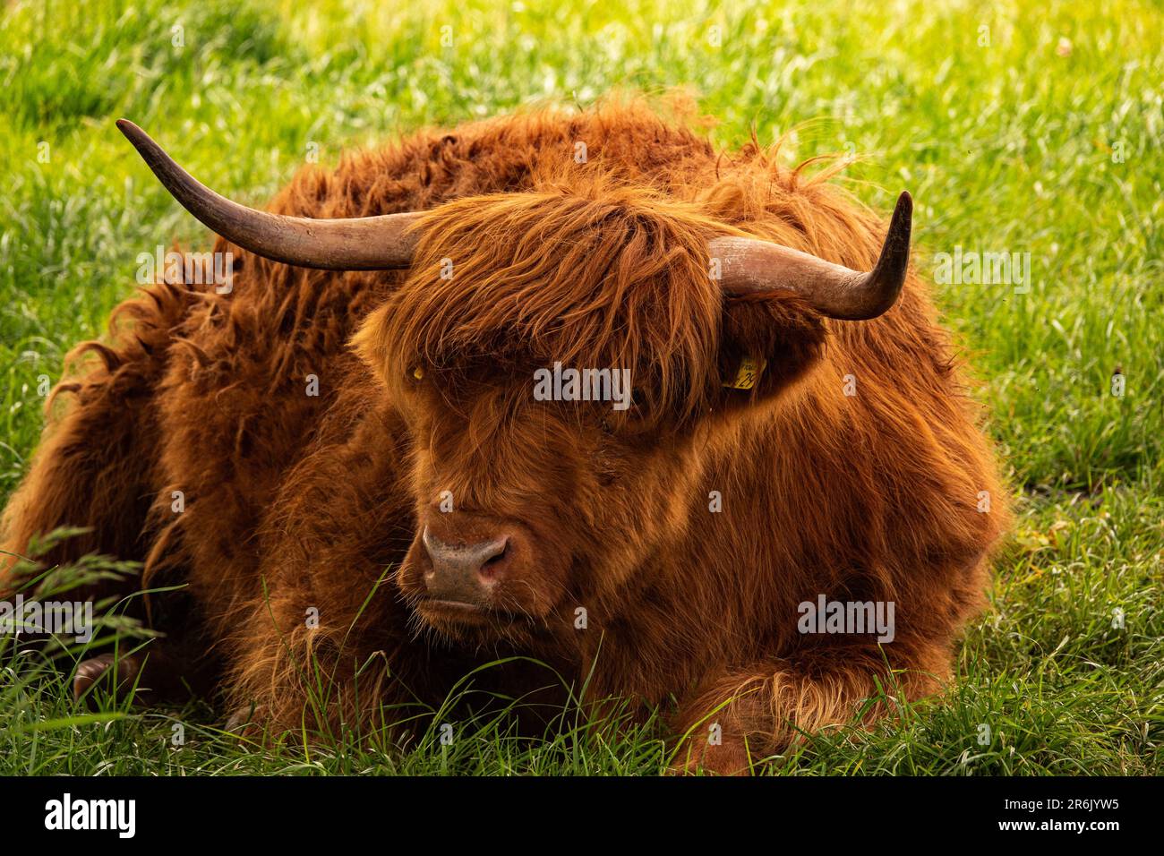 A Highland cow enjoying the shad on a early summers day Stock Photo - Alamy