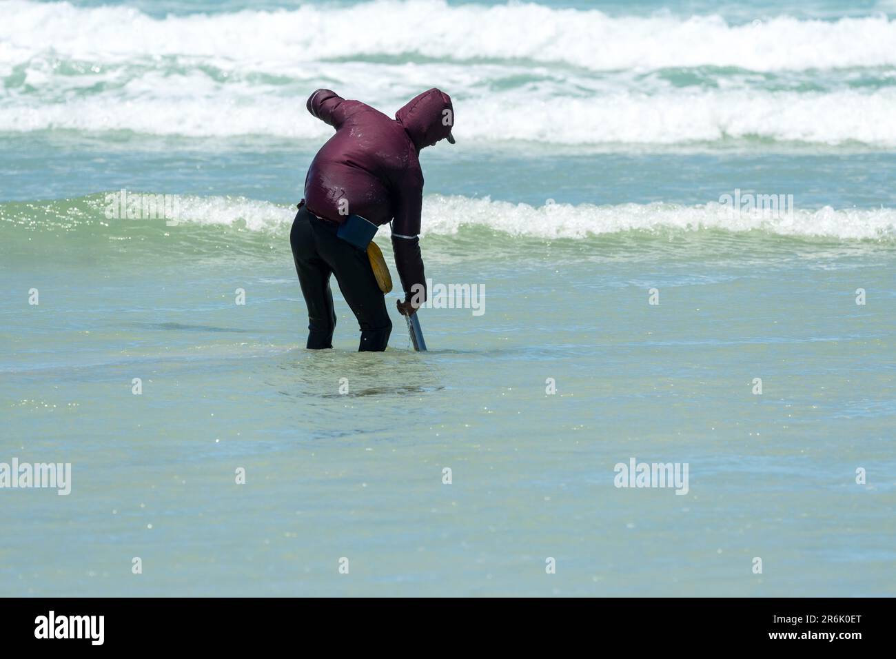 African fisherman or man using a bait pump in shallow sea water concept ...