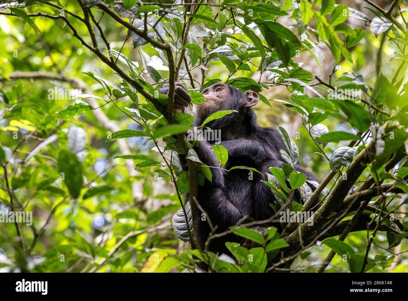 Adult chimpanzee, Pan troglodytes, sitting eating leaves in a tree, as ...