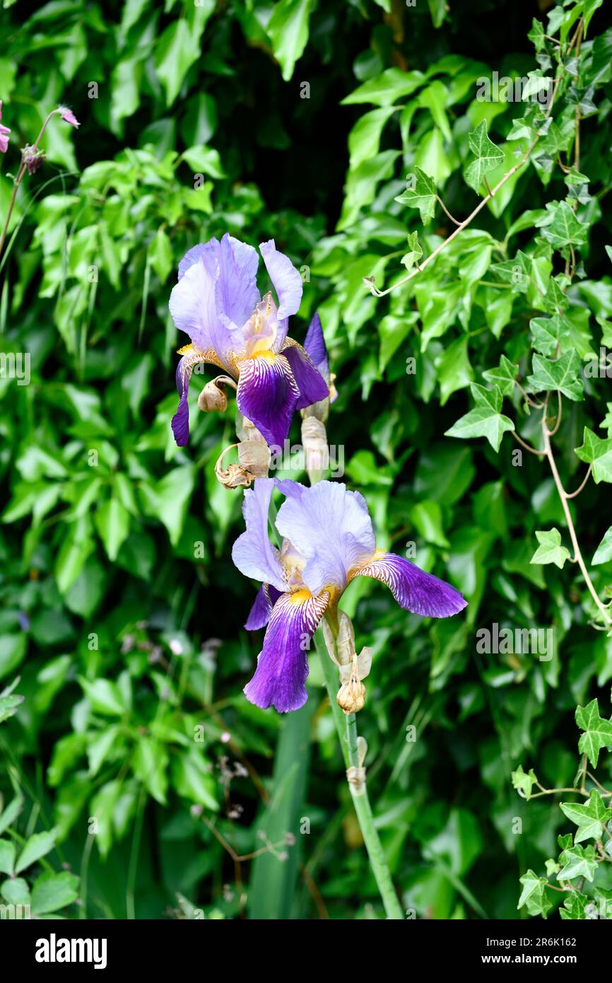 Iris Flowers (Iridis Illuricae) in the Cotswolds Stock Photo - Alamy